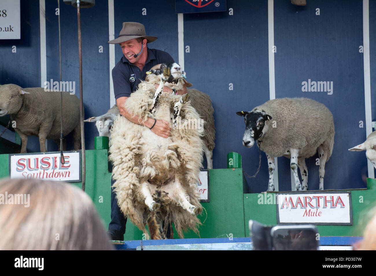 Sheep shearing demonstration hi-res stock photography and images - Alamy