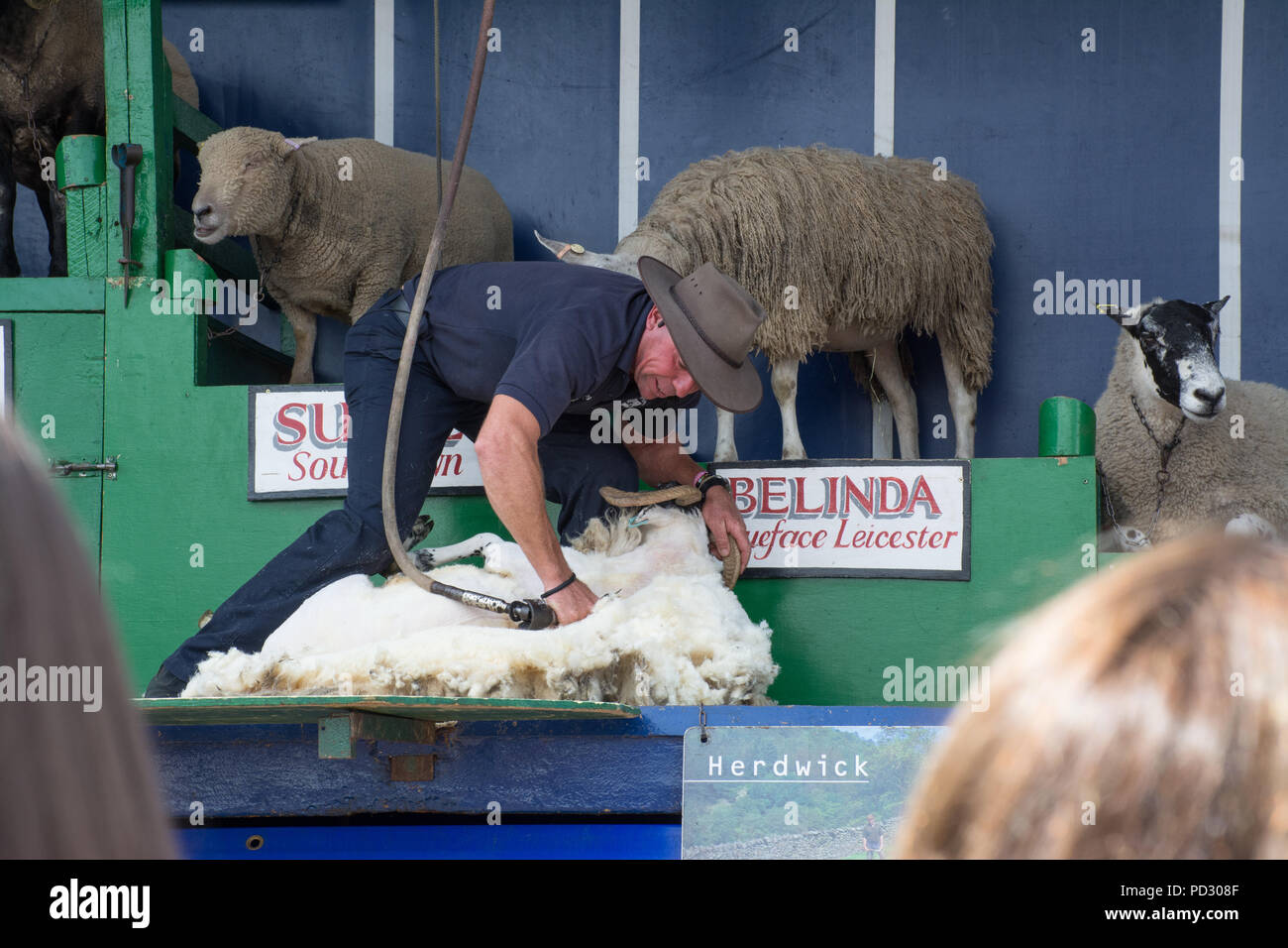 Sheep shearing uk hi-res stock photography and images - Alamy