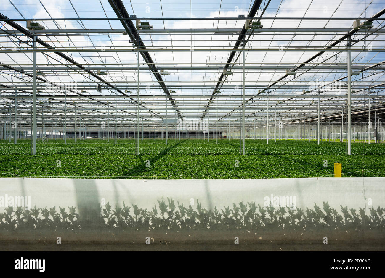 Chrysanthemums Greenhouse Stock Photos & Chrysanthemums Greenhouse ...