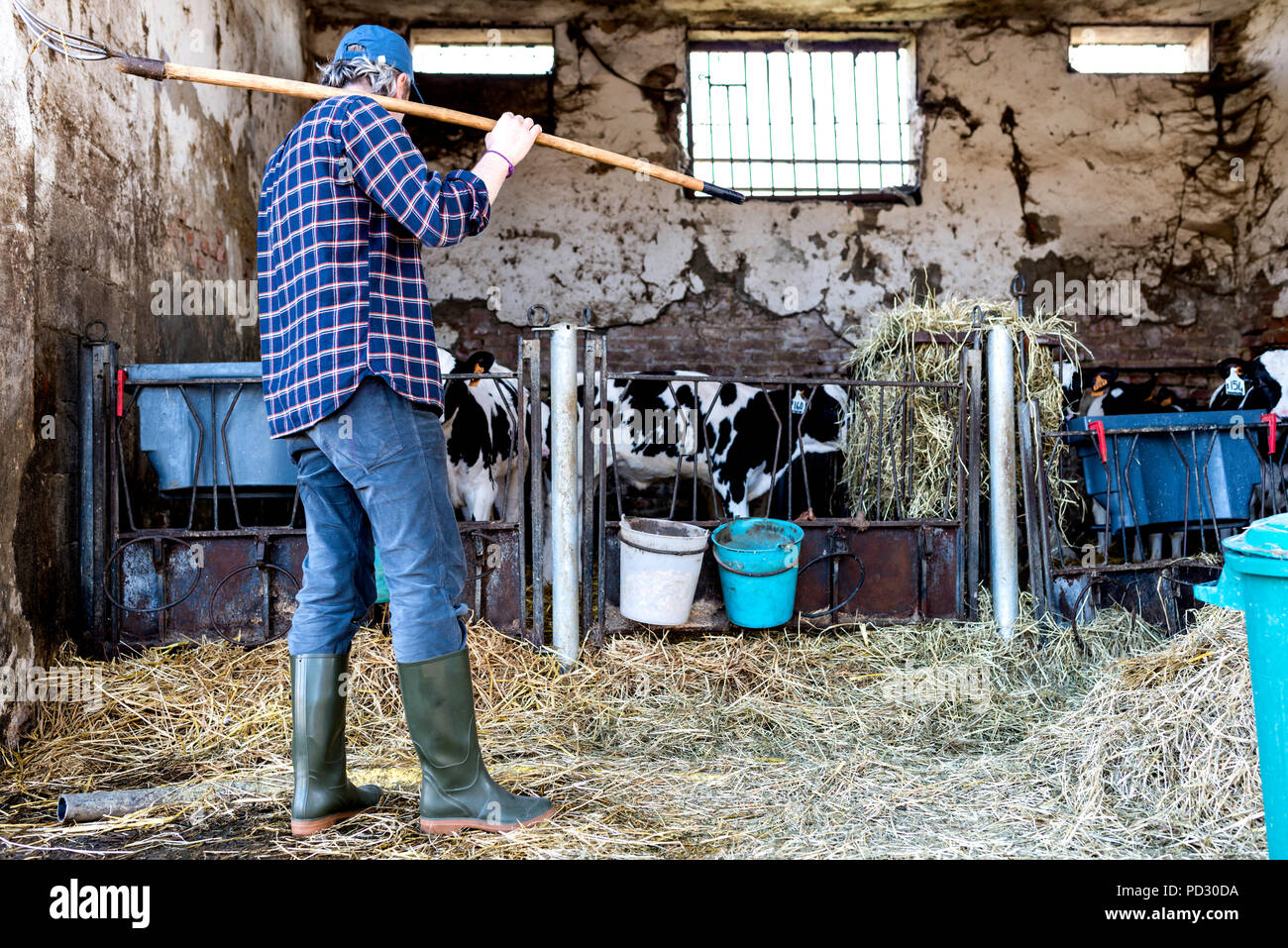 Cattle pen hi-res stock photography and images - Alamy
