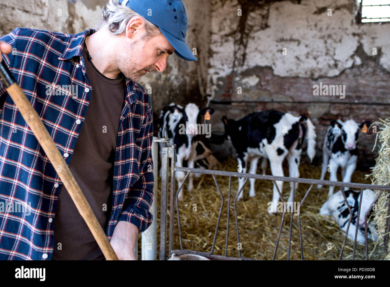 Dairy worker feeding cow hi-res stock photography and images - Alamy