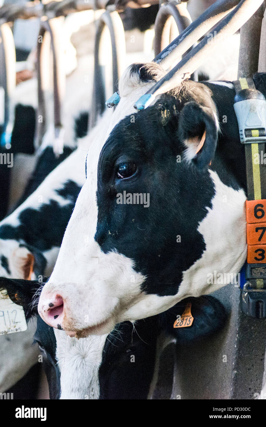 Dairy cow side view hi-res stock photography and images - Alamy