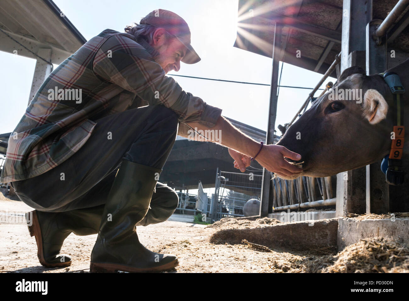 Checking cattle hi-res stock photography and images - Alamy