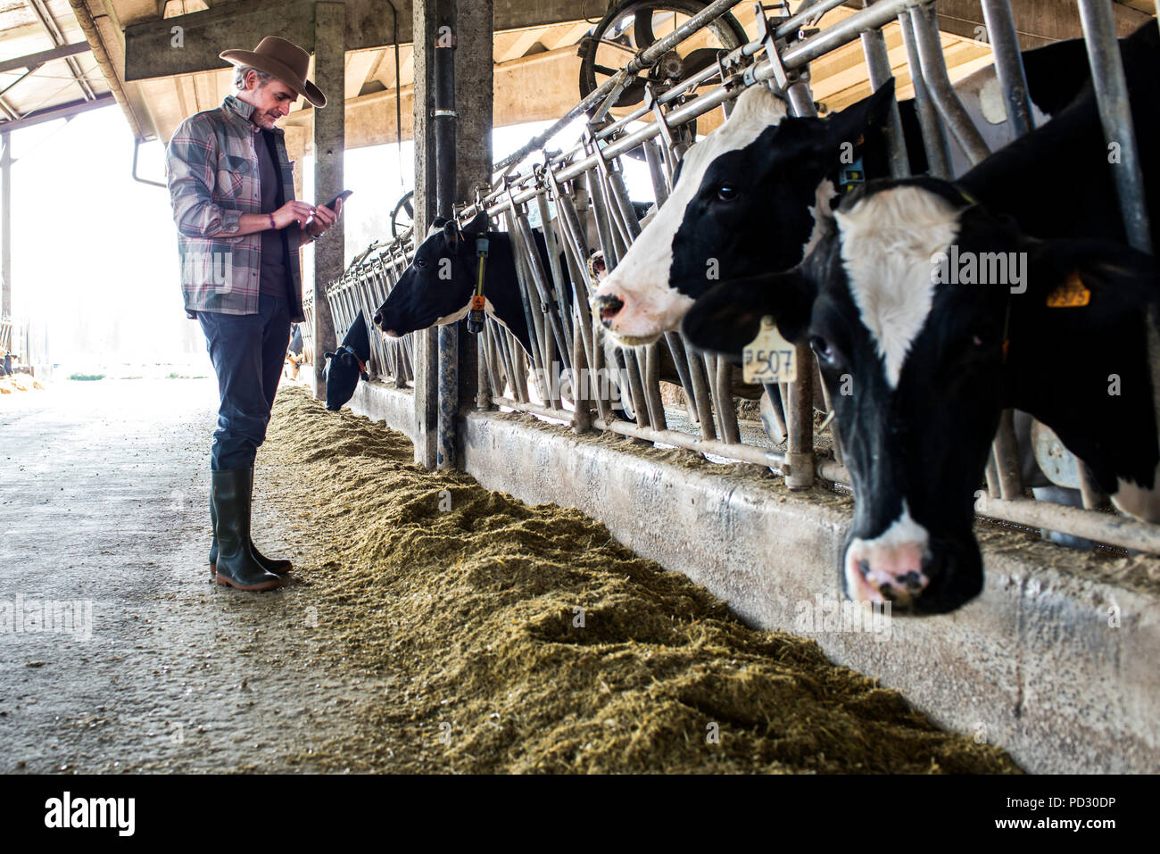 Five cows hi-res stock photography and images - Alamy