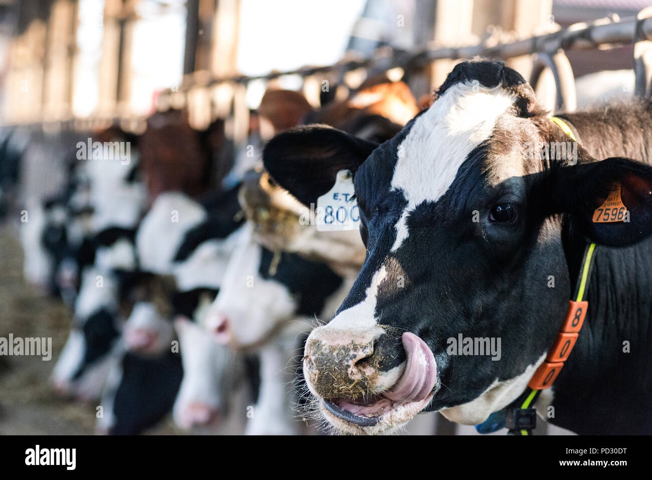 Adult dairy cow large hi-res stock photography and images - Alamy