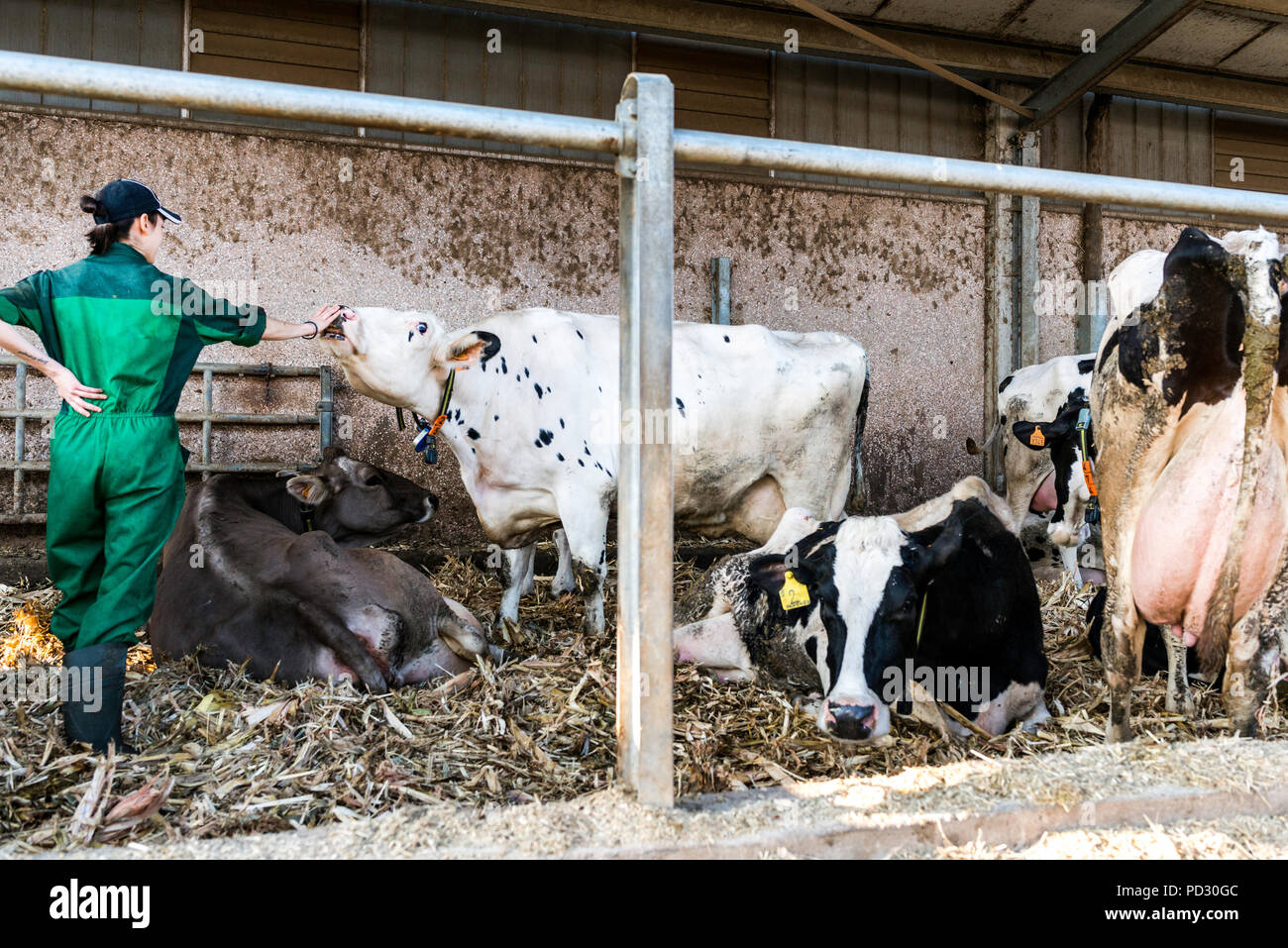 Dairy farm hi-res stock photography and images - Alamy