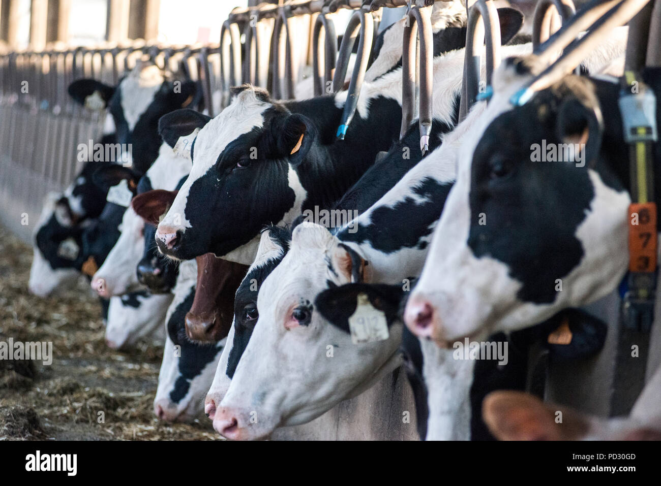 Dairy cows close up hi-res stock photography and images - Alamy