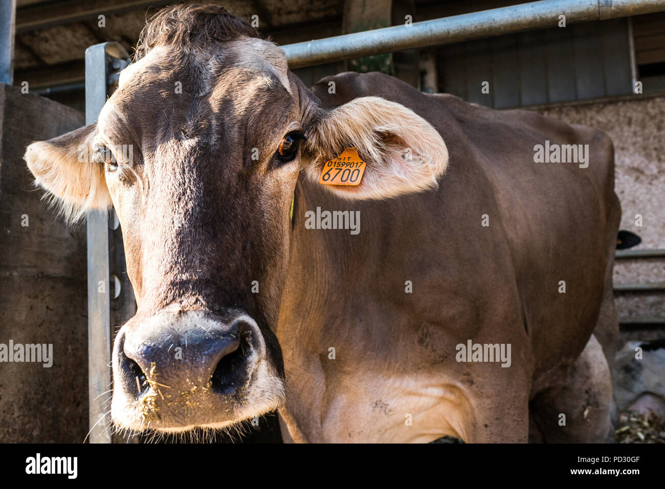 Three eye cow hi-res stock photography and images - Alamy