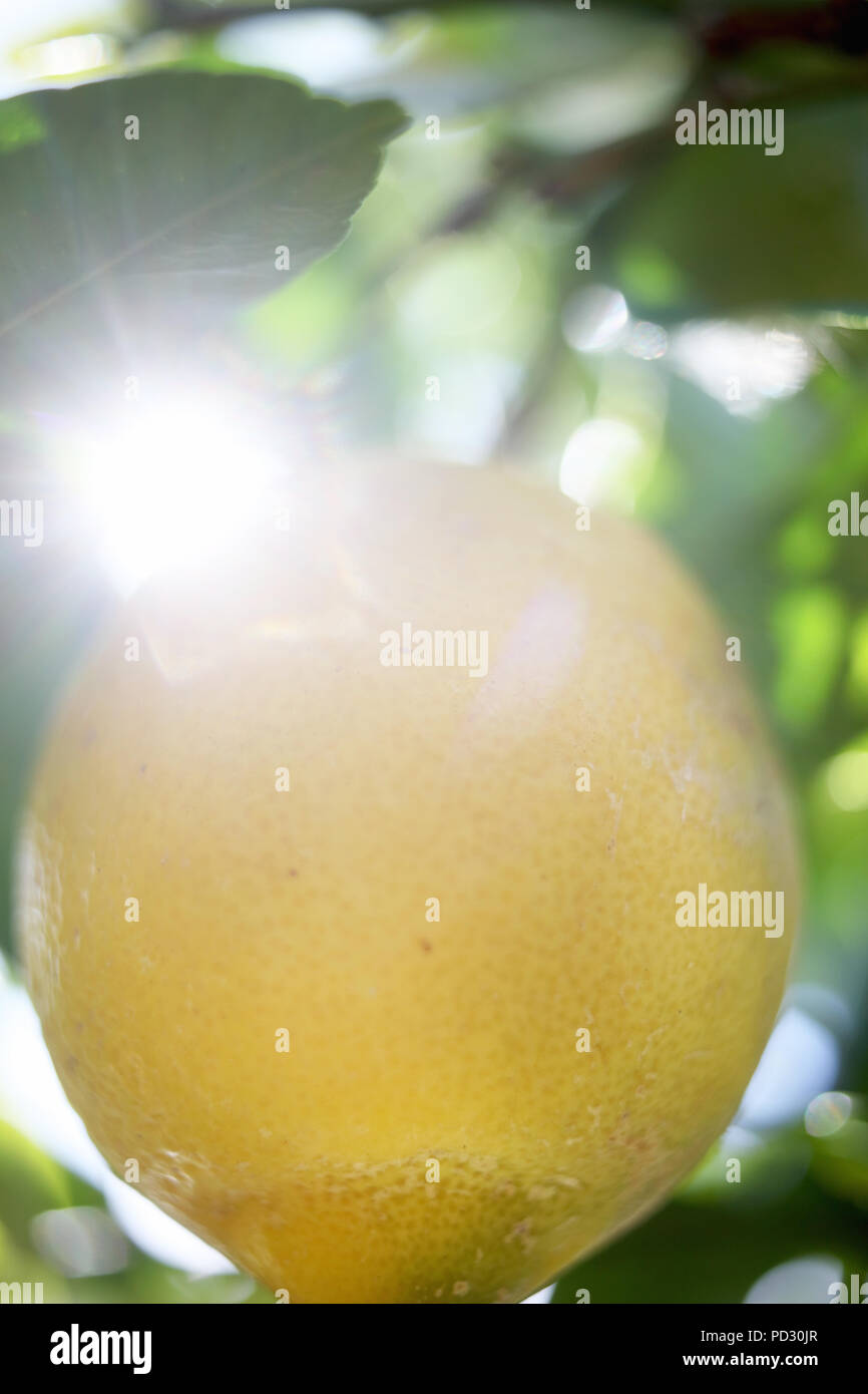 Lemon in sunshine Stock Photo - Alamy