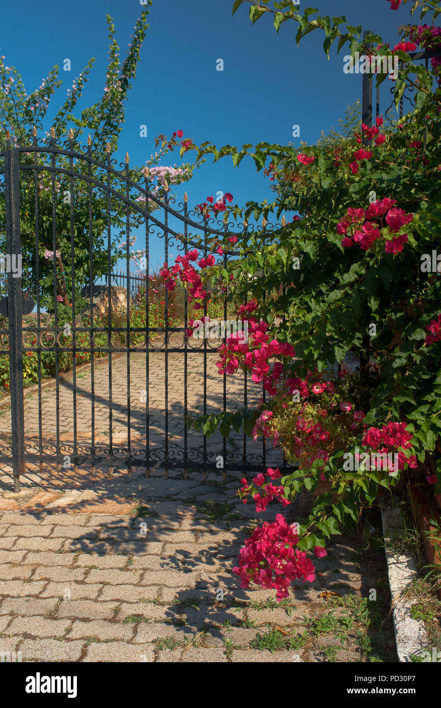 Traditional Greek door with colorful flowers as background Stock Photo ...