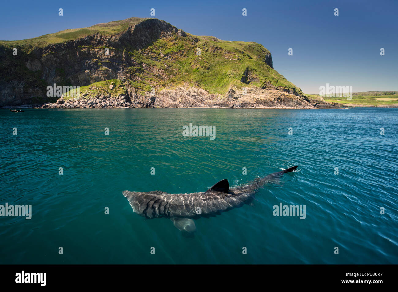 Basking shark (Cetorhinus maximus), Baltimore, Cork, Ireland Stock ...
