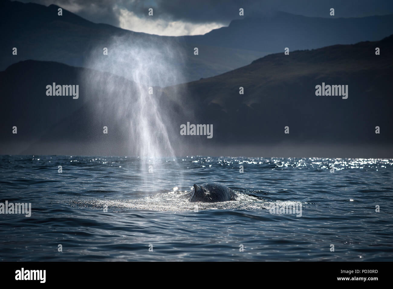 Spouting humpback whale hi-res stock photography and images - Alamy