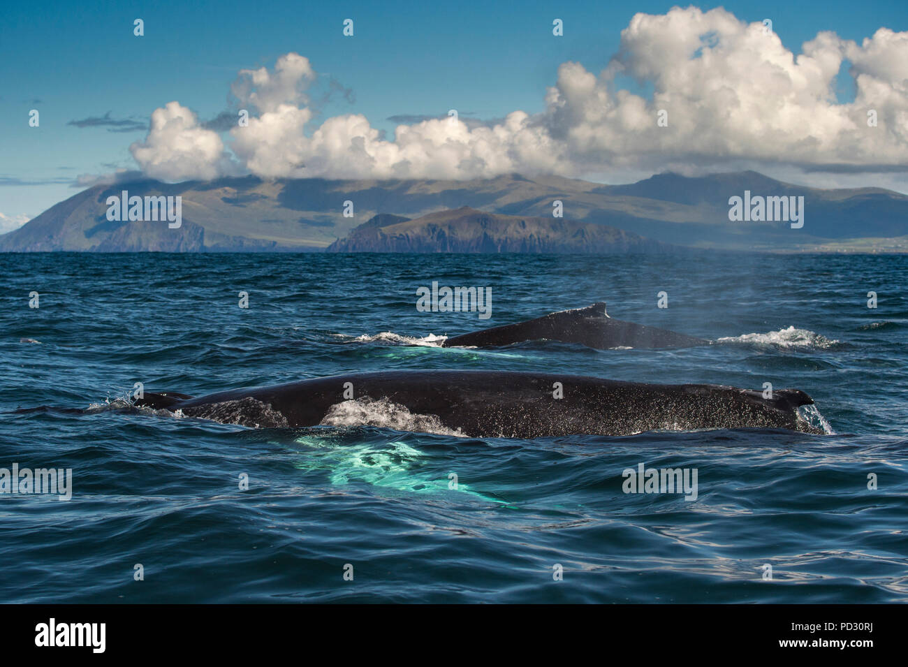 Whales swimming together hi-res stock photography and images - Alamy
