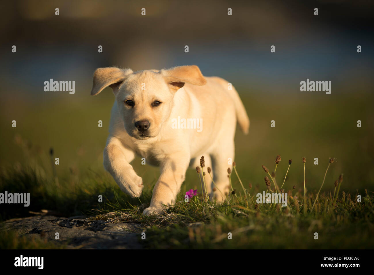 How Long To Walk Labrador