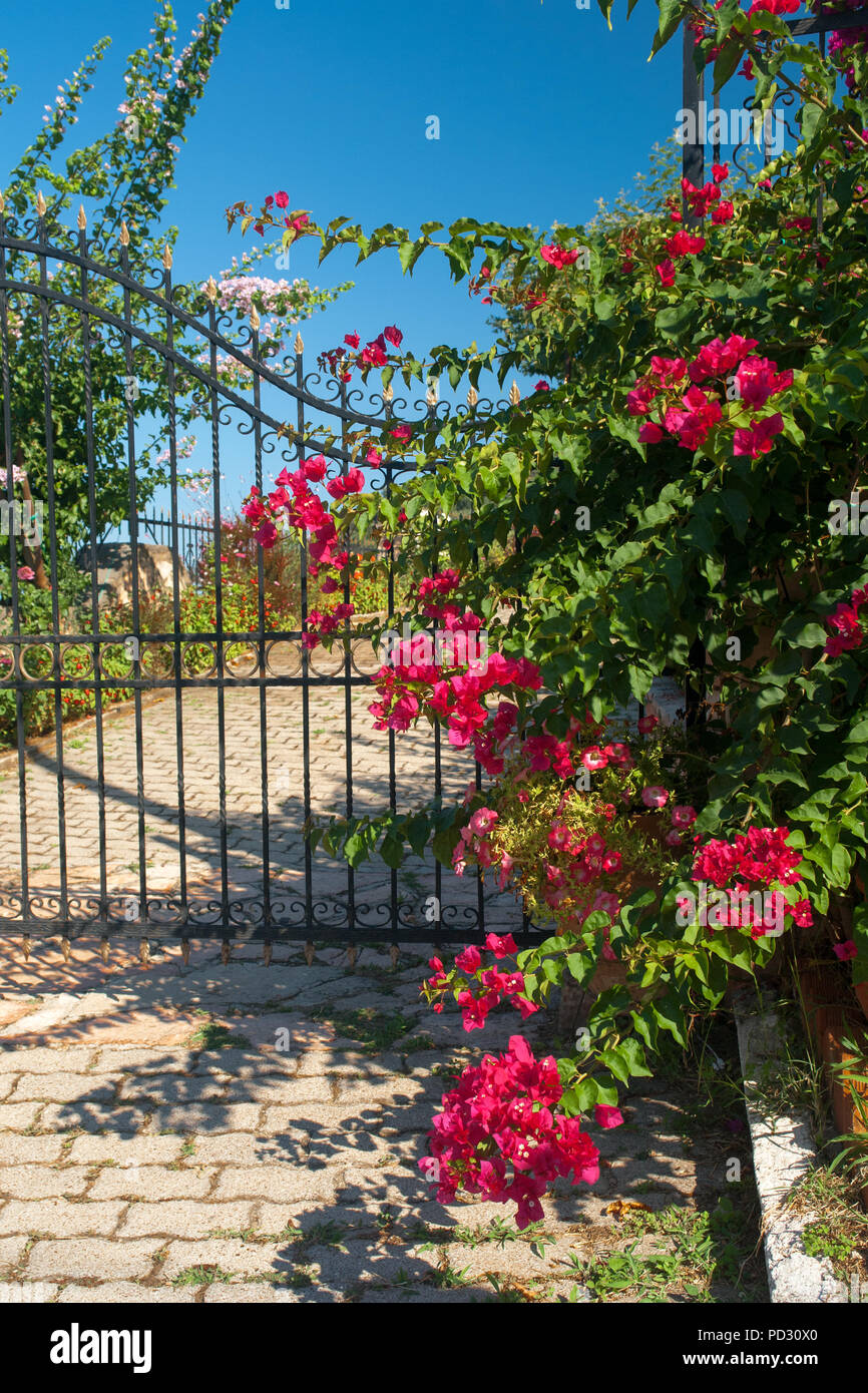 Traditional Greek door with colorful flowers as background Stock Photo ...