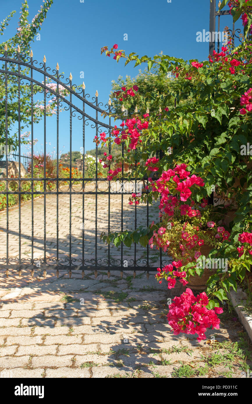 Traditional Greek door with colorful flowers as background Stock Photo ...