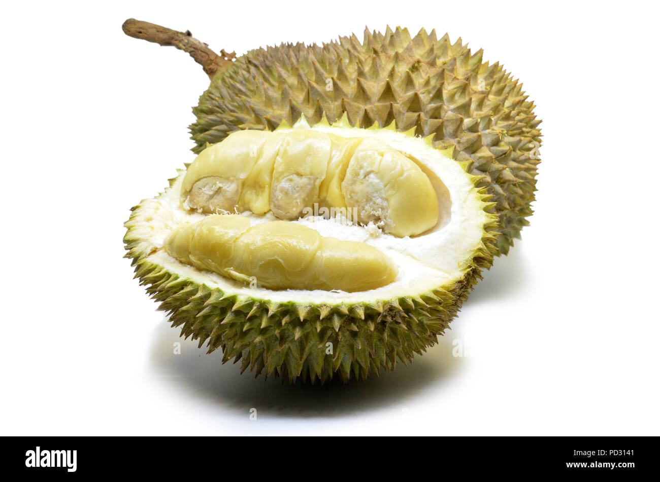 Durian fruit isolated on white background.The durian is distinctive for ...