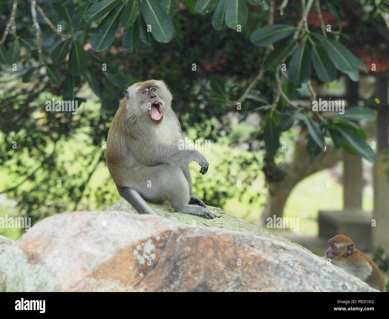 Macaques and teeth hi-res stock photography and images - Alamy
