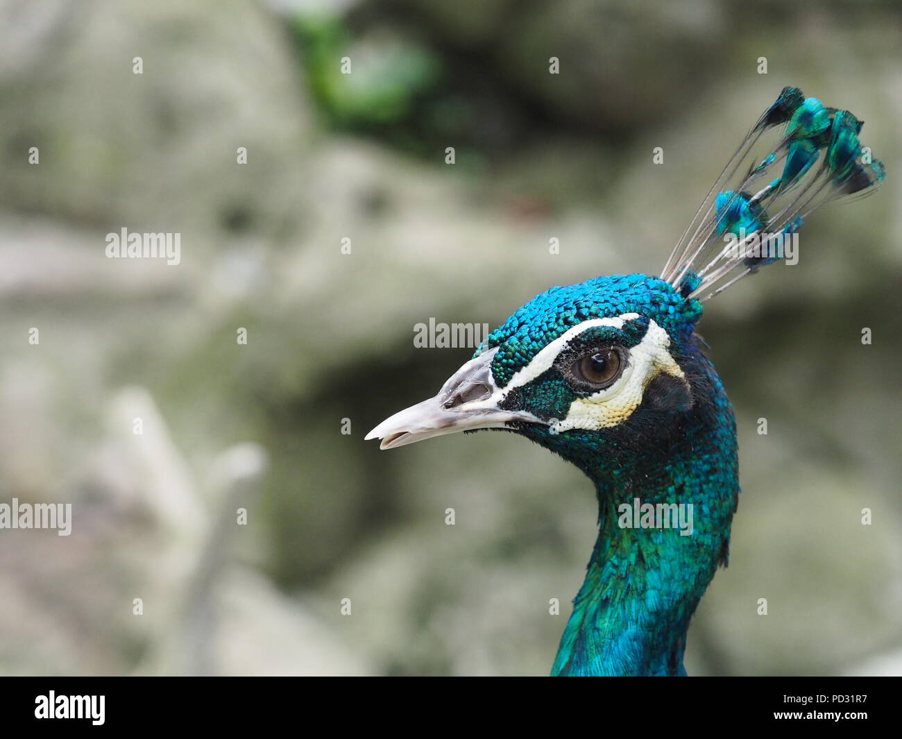 Indian Blue Peafowl Stock Photo - Alamy