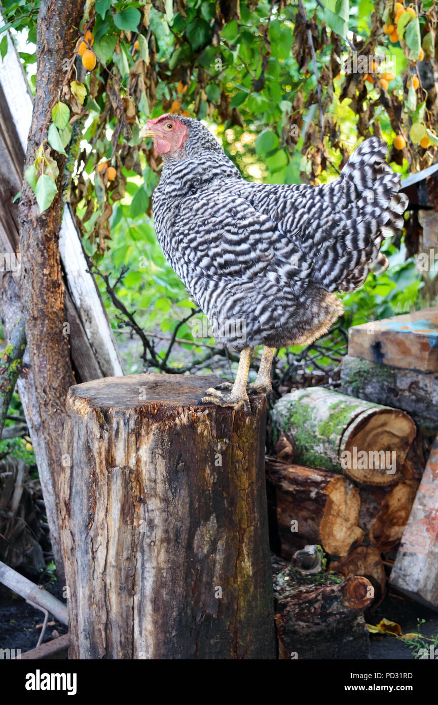 Motley hen hi-res stock photography and images - Alamy