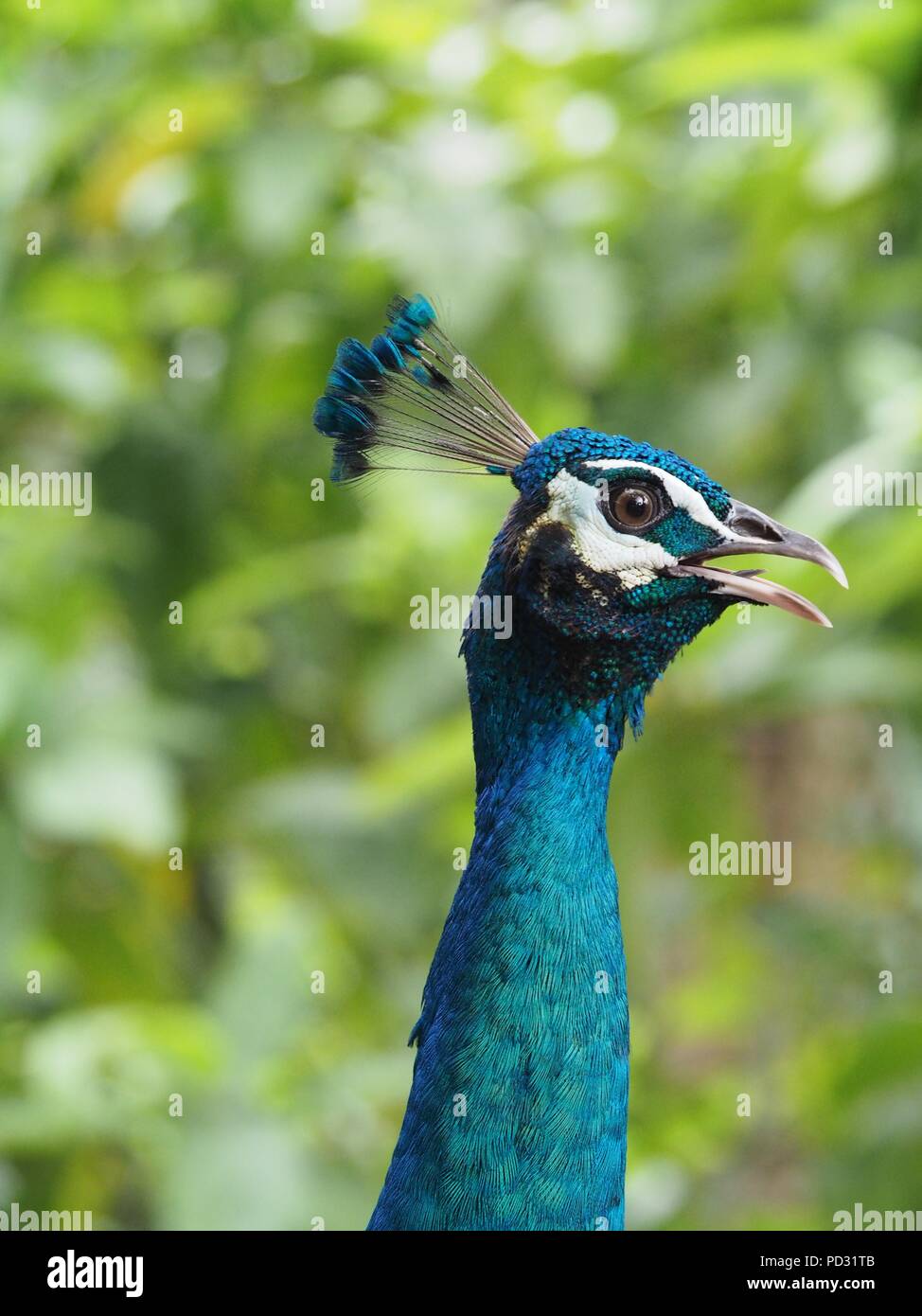 Indian Blue Peafowl Stock Photo - Alamy