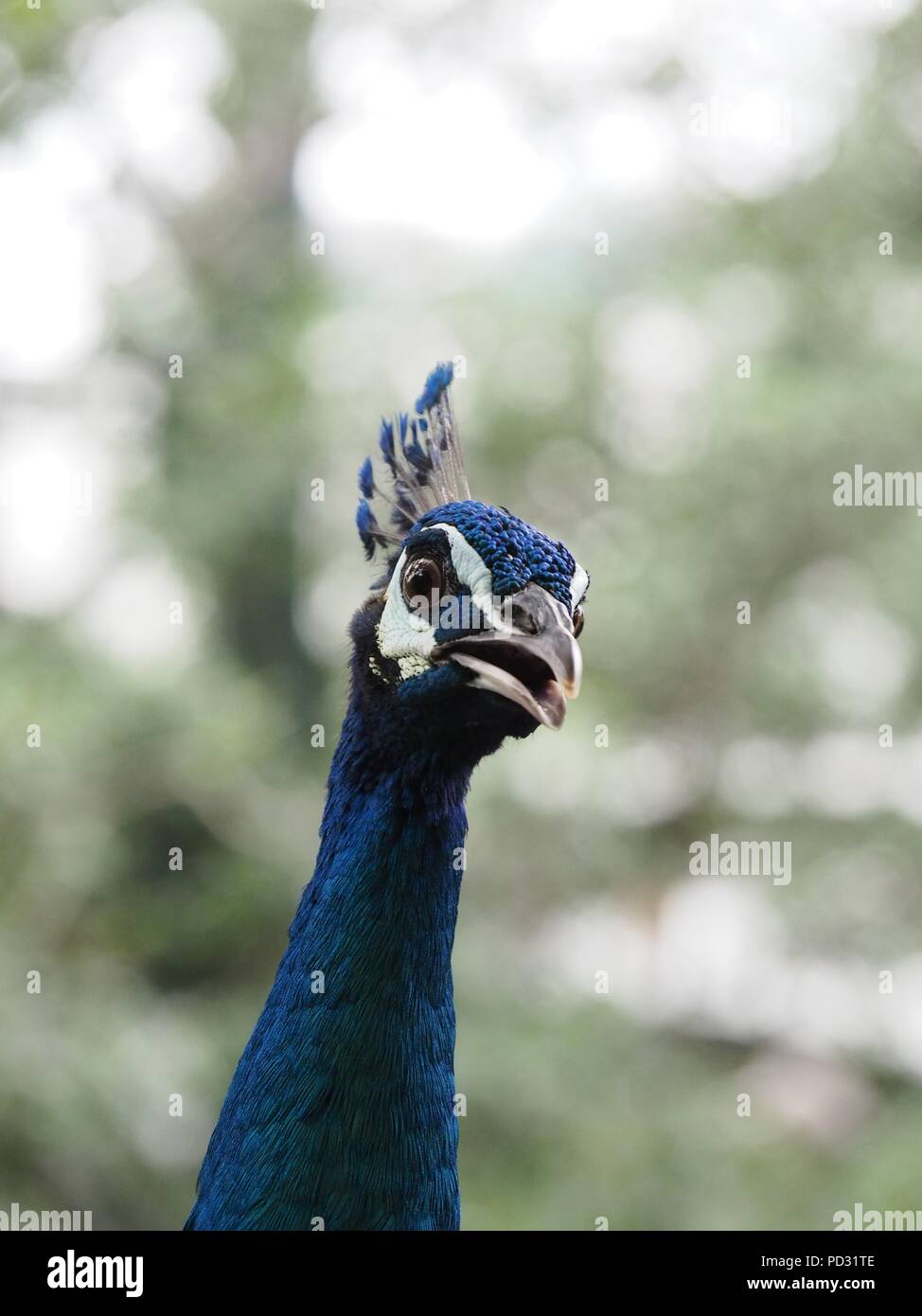 Indian hummingbird hi-res stock photography and images - Alamy