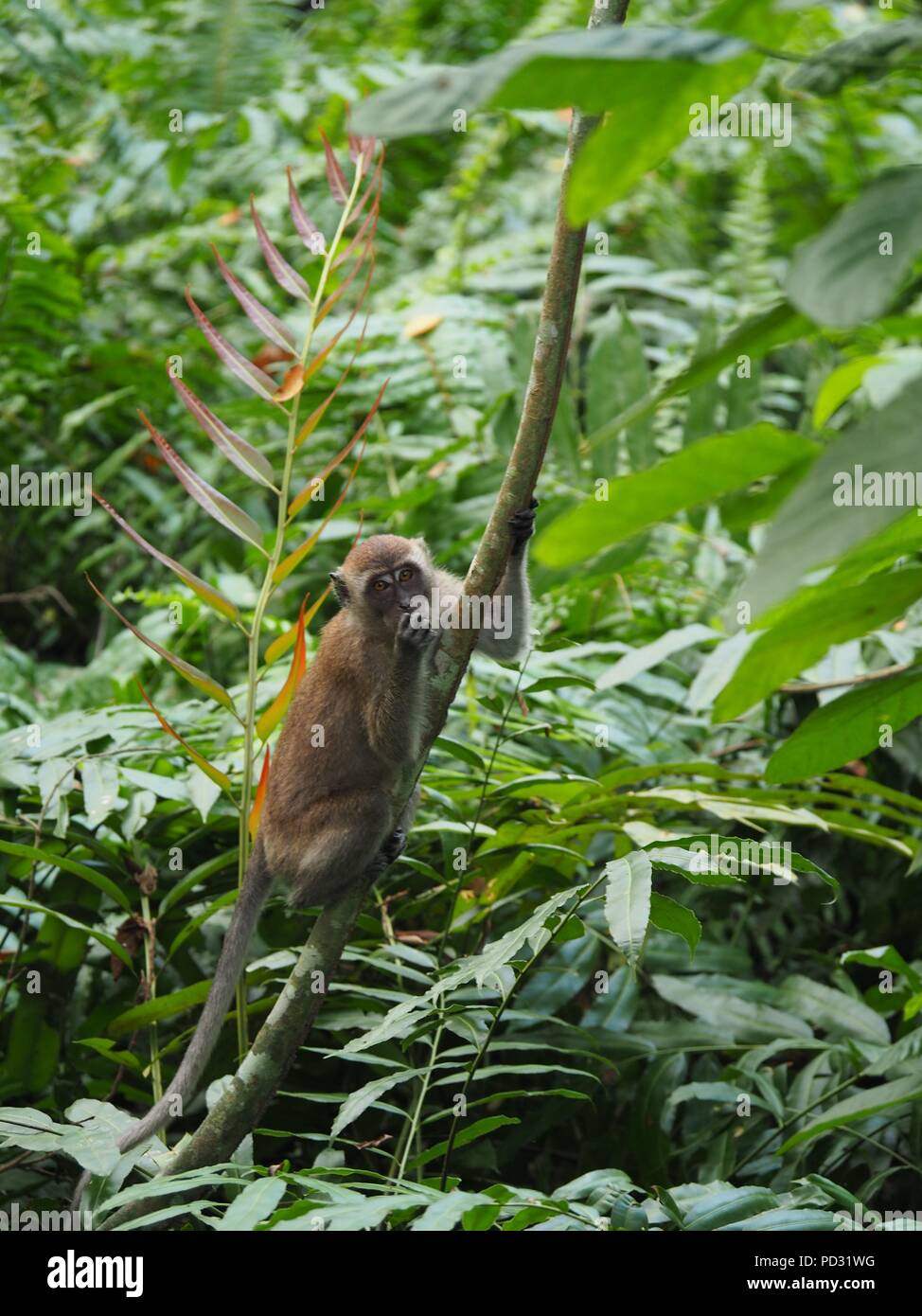 Macaques and teeth hi-res stock photography and images - Alamy