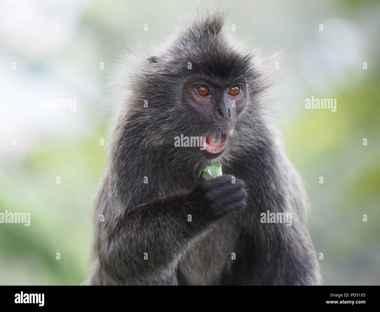 Silvered Leaf Langur Monkey Malaysia Stock Photo - Alamy