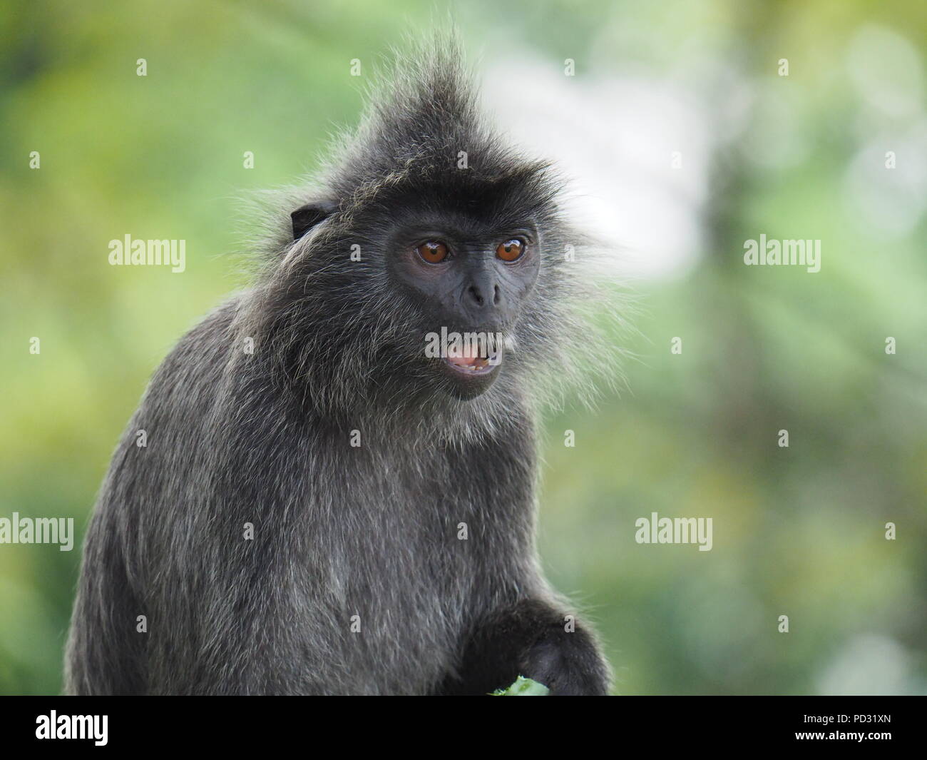 Silvered Leaf Langur Monkey Malaysia Stock Photo - Alamy