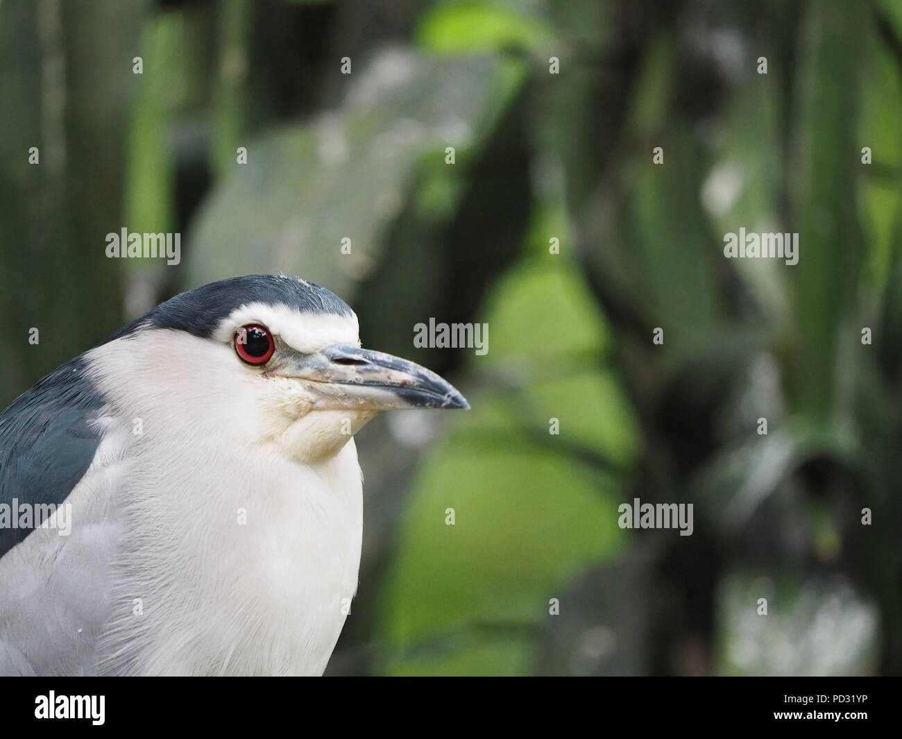 Black Crowned Night Heron Bird Stock Photo - Alamy