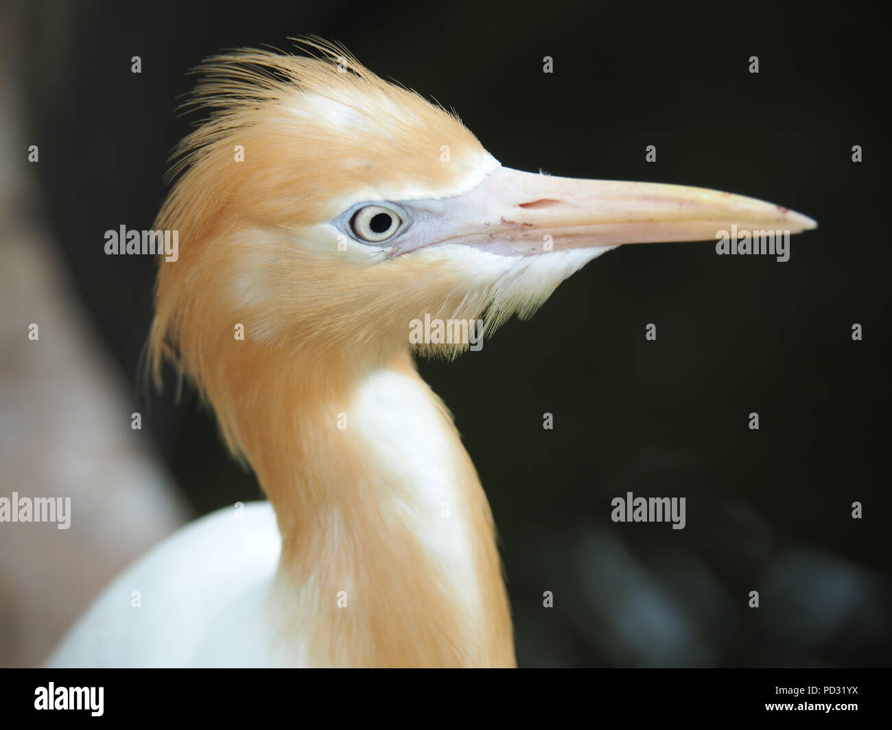 Cattle Egret Bird Stock Photo - Alamy