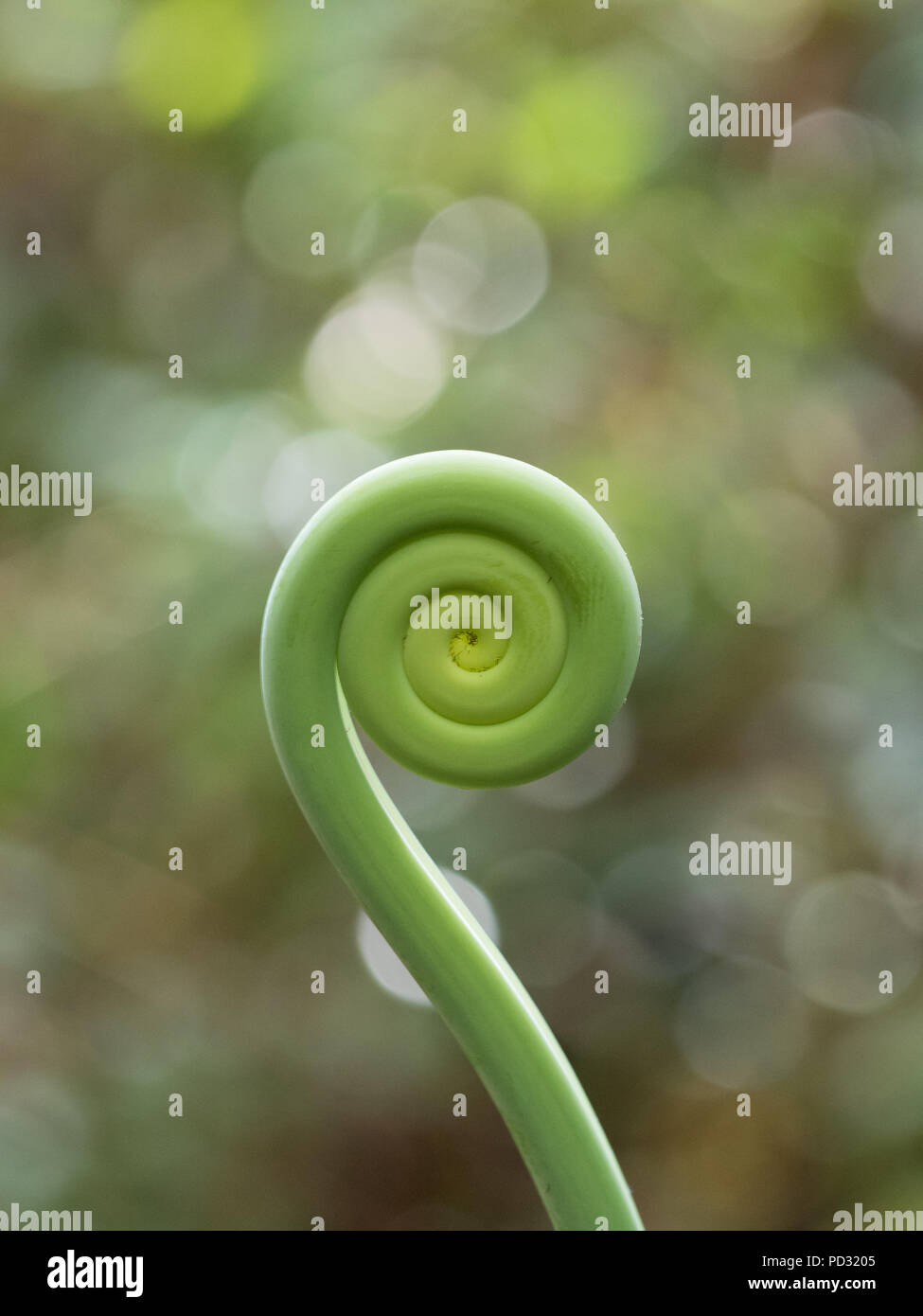 Tropical foliage circle hi-res stock photography and images - Alamy