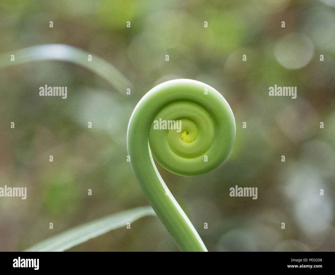Rolled up tropical fern branch Stock Photo - Alamy