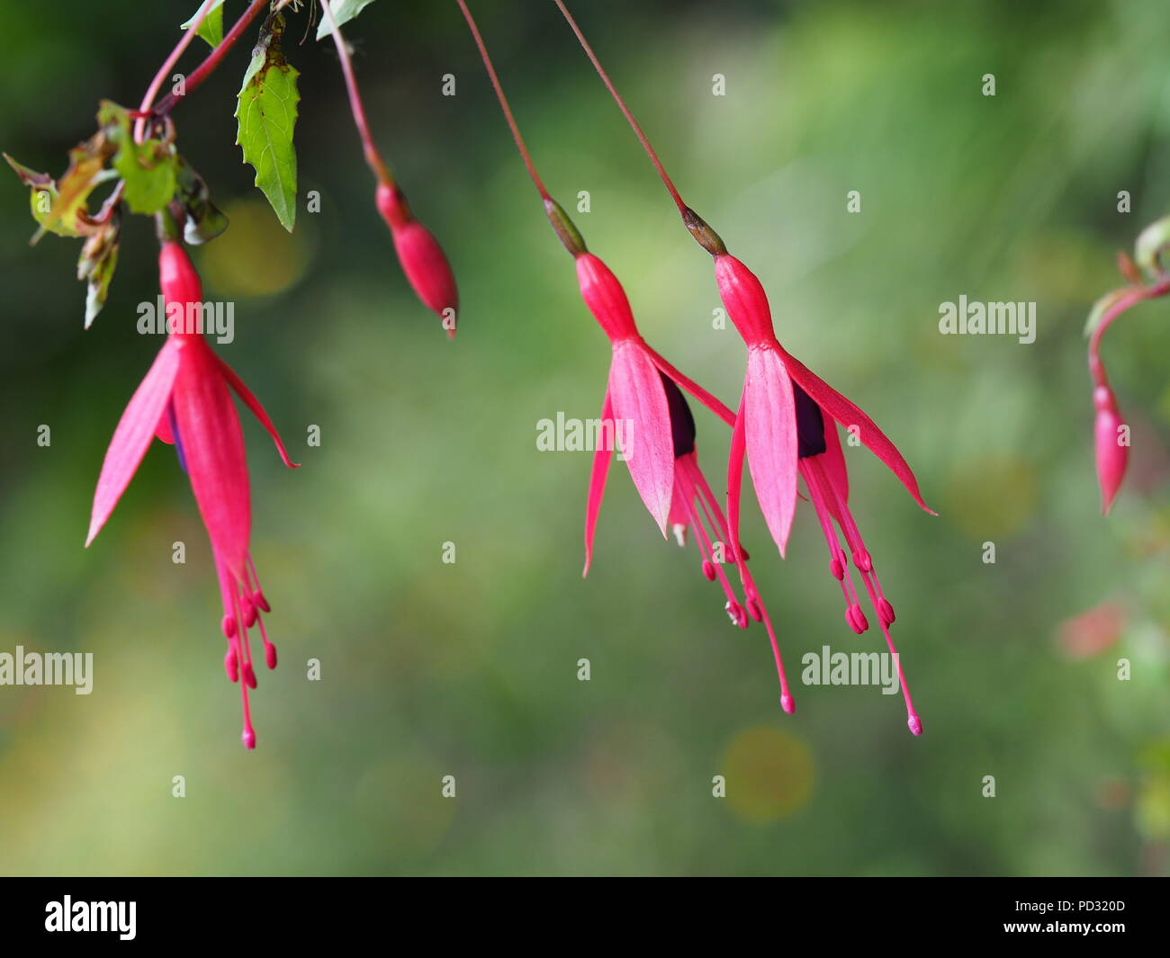 Pink Fuchsia Flower Stock Photo - Alamy