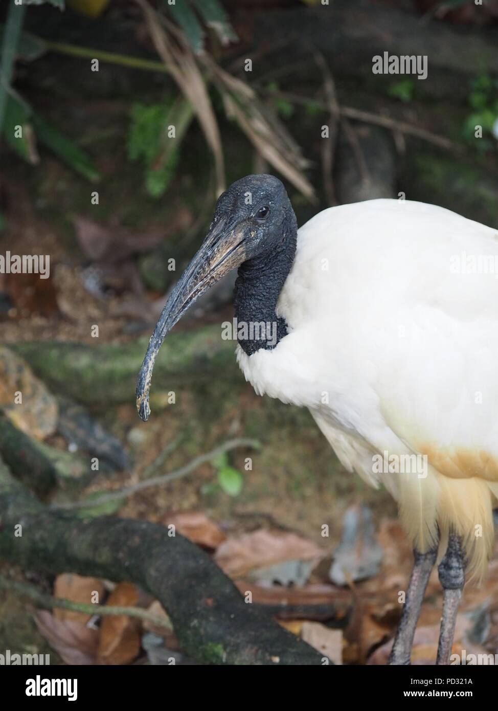 Sacred ibis bird hi-res stock photography and images - Alamy