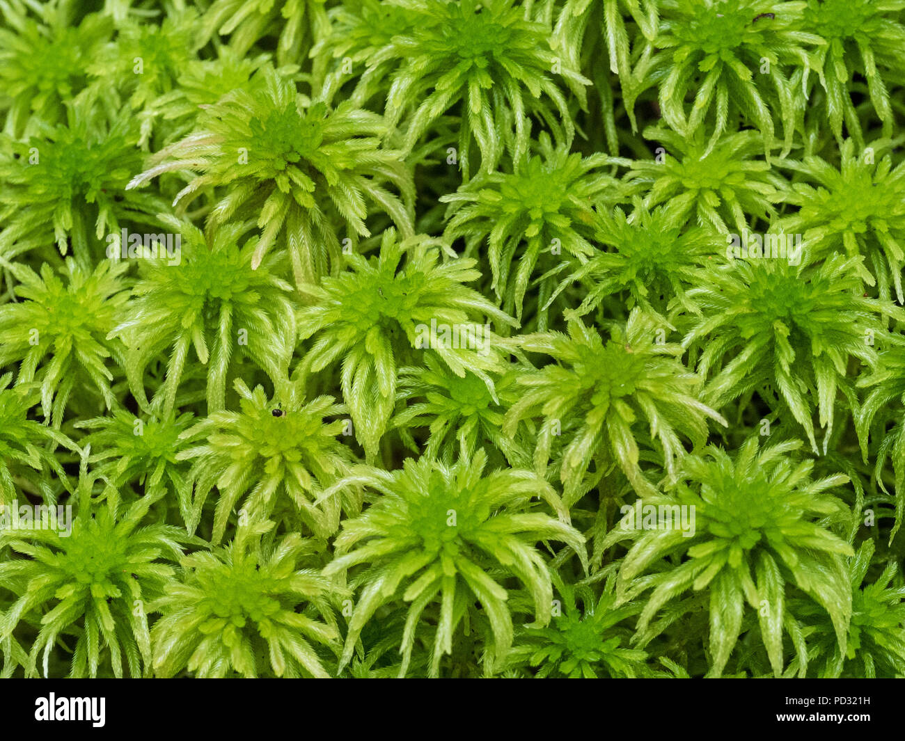 Sphagnum moss garden hi-res stock photography and images - Alamy