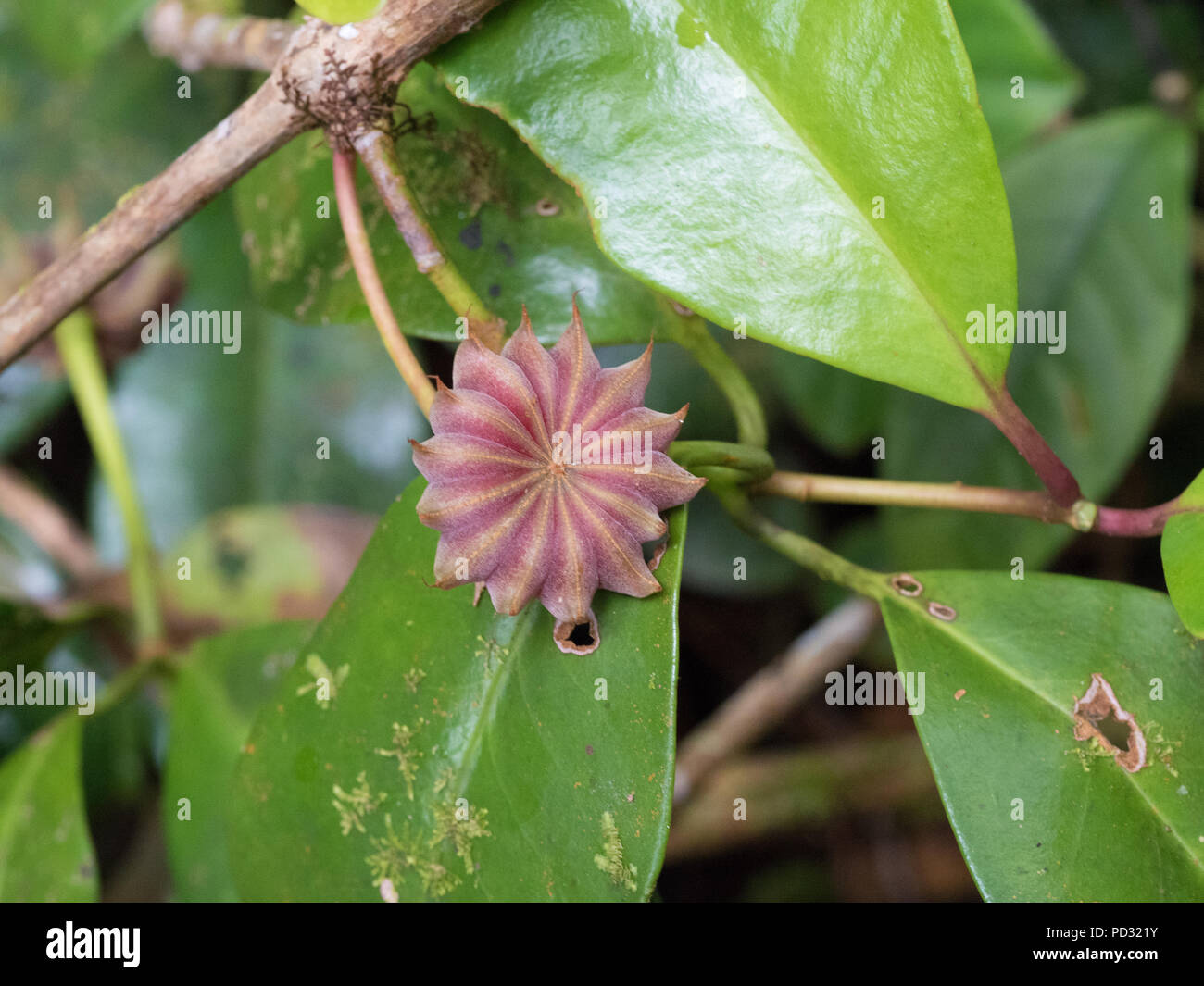 Star anise plant hi-res stock photography and images - Alamy