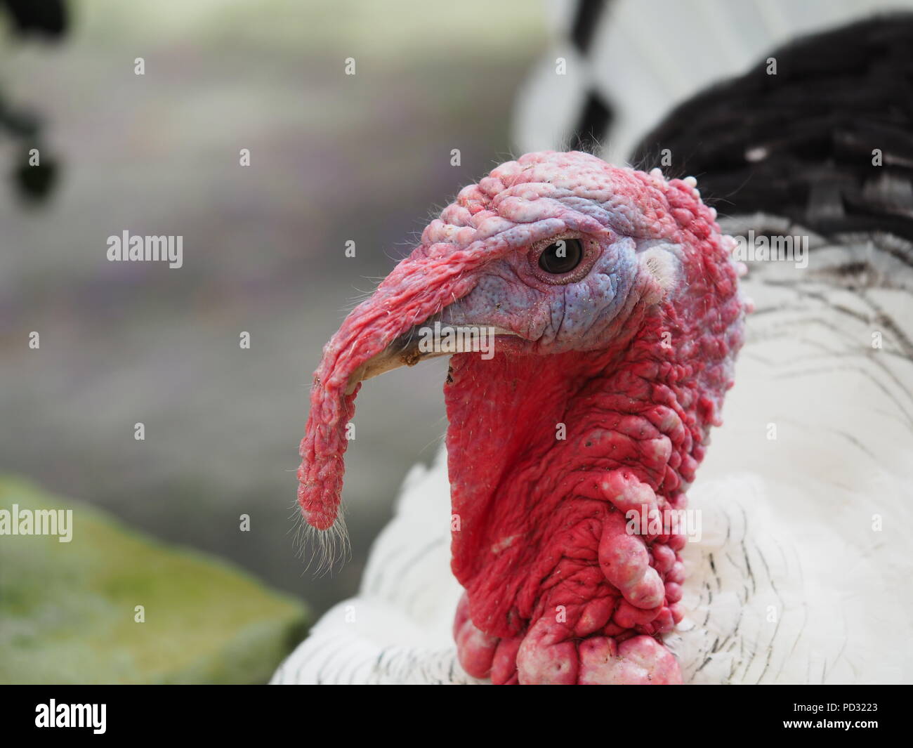Head of turkey hen hi-res stock photography and images - Alamy