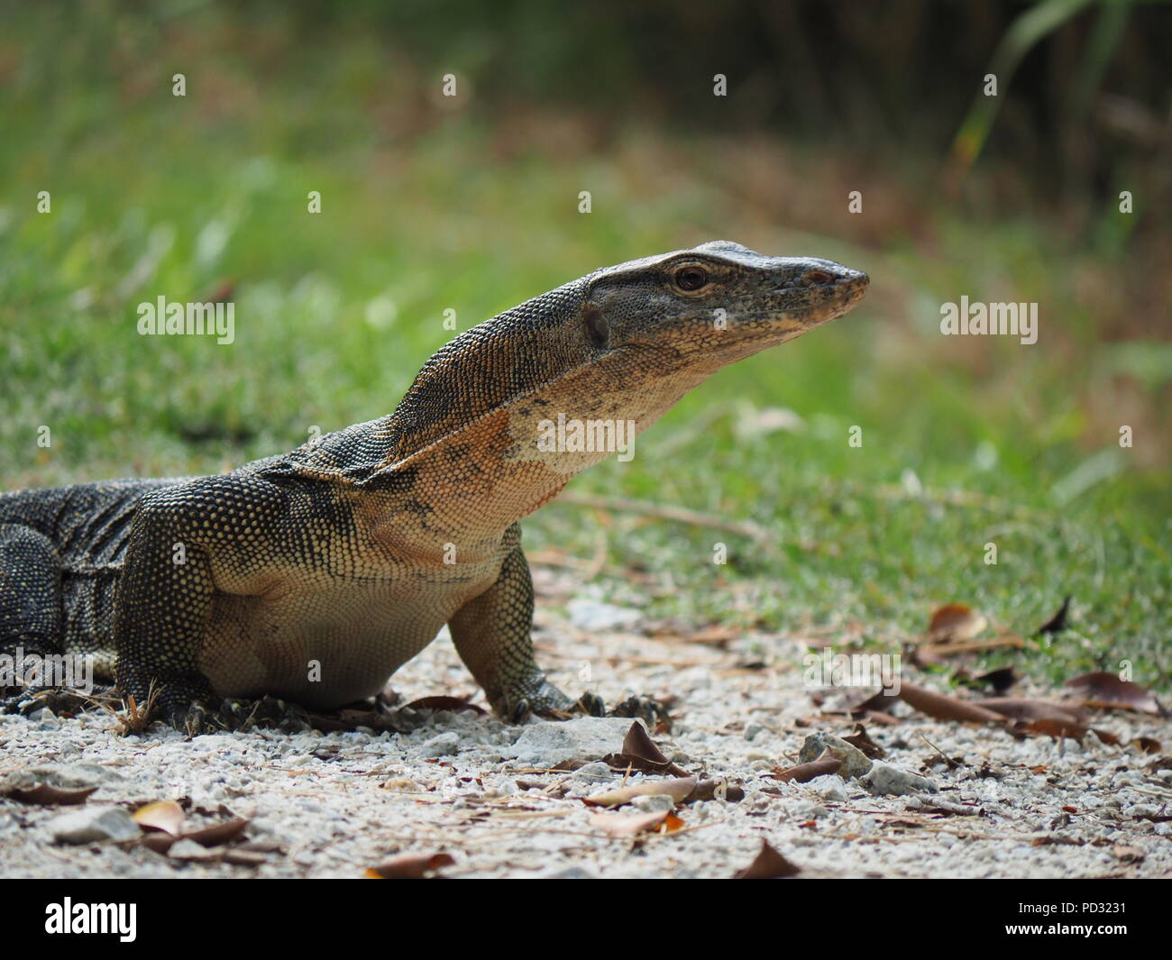 Water monitor lizard Stock Photo - Alamy