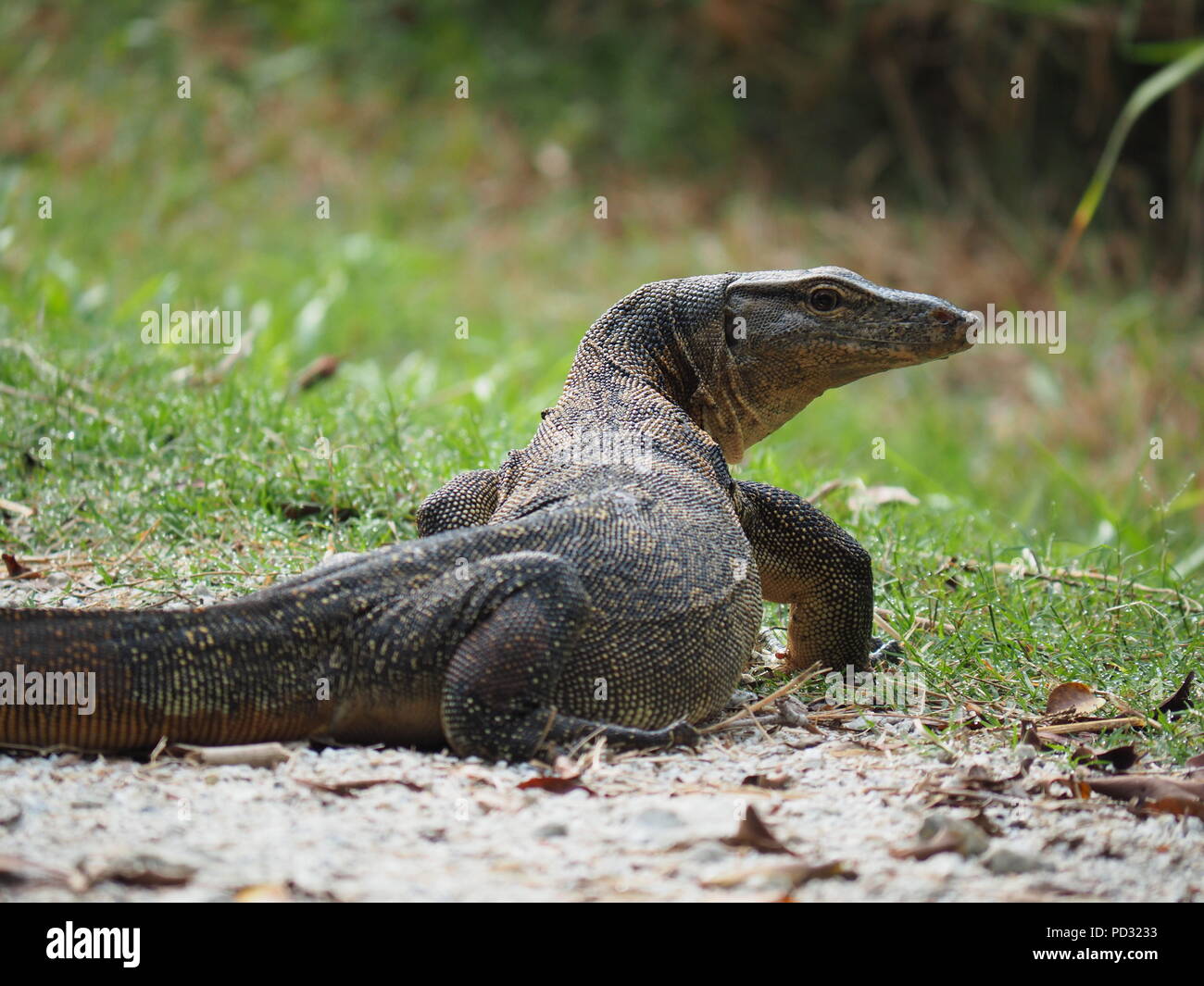 Lizard island australia monitor hi-res stock photography and images - Alamy
