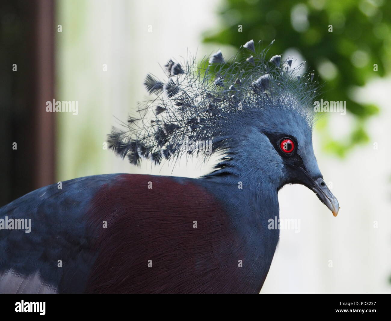 Western and victorian crowned pidgeon Stock Photo - Alamy
