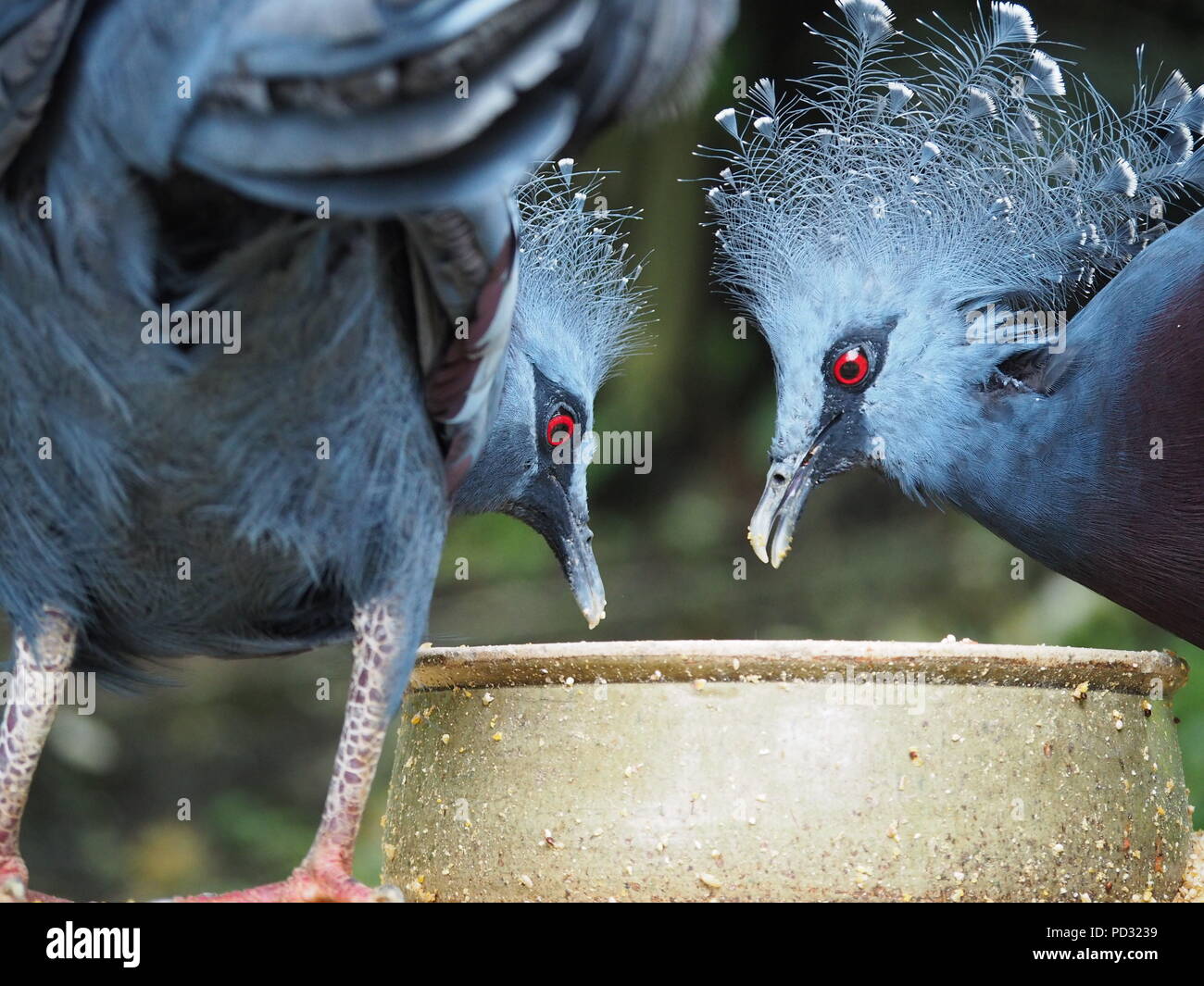 Western and victorian crowned pidgeon Stock Photo - Alamy