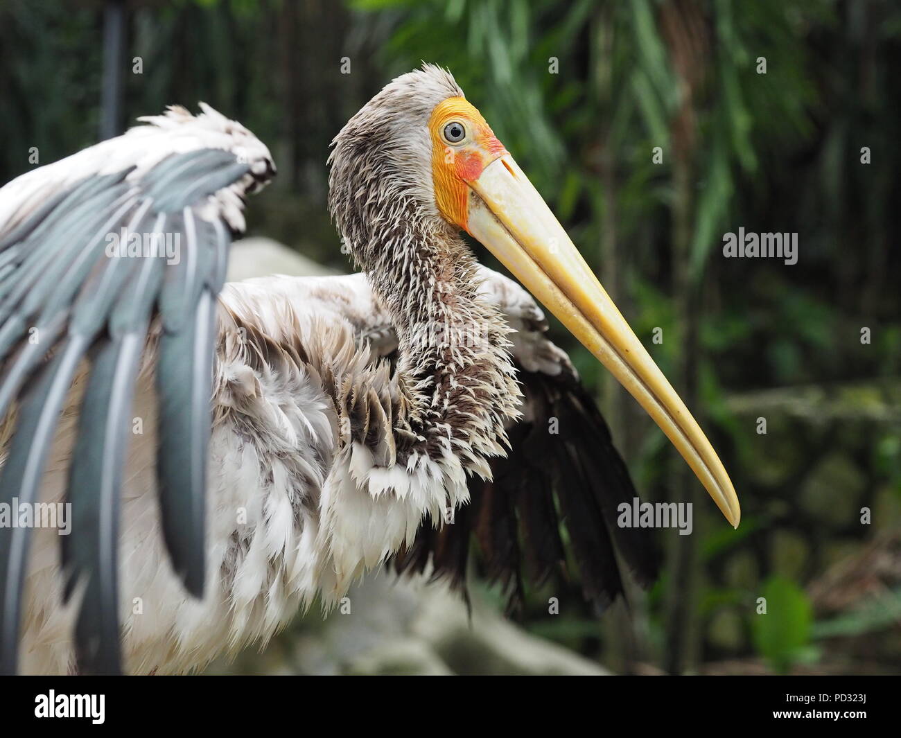 Yellow Billed Stork Bird Stock Photo - Alamy