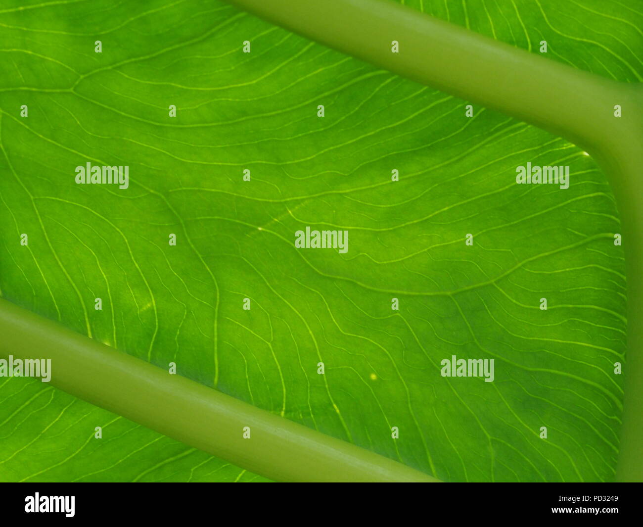 Tropical leaf structure pattern hi-res stock photography and images - Alamy