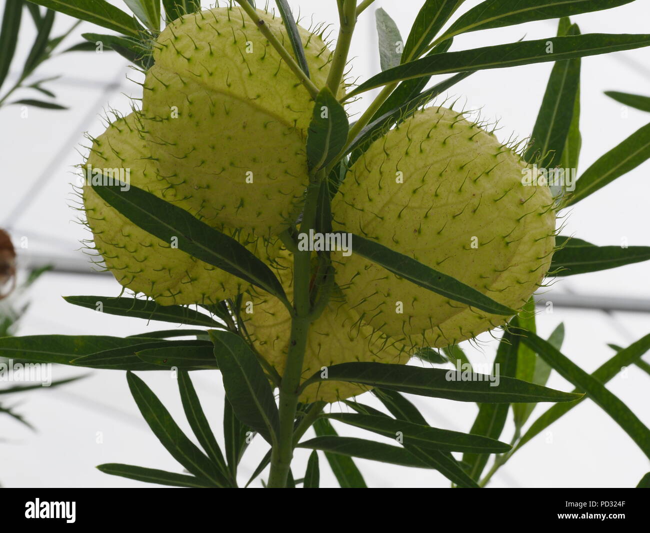 Tropical Yellow fruit Stock Photo - Alamy