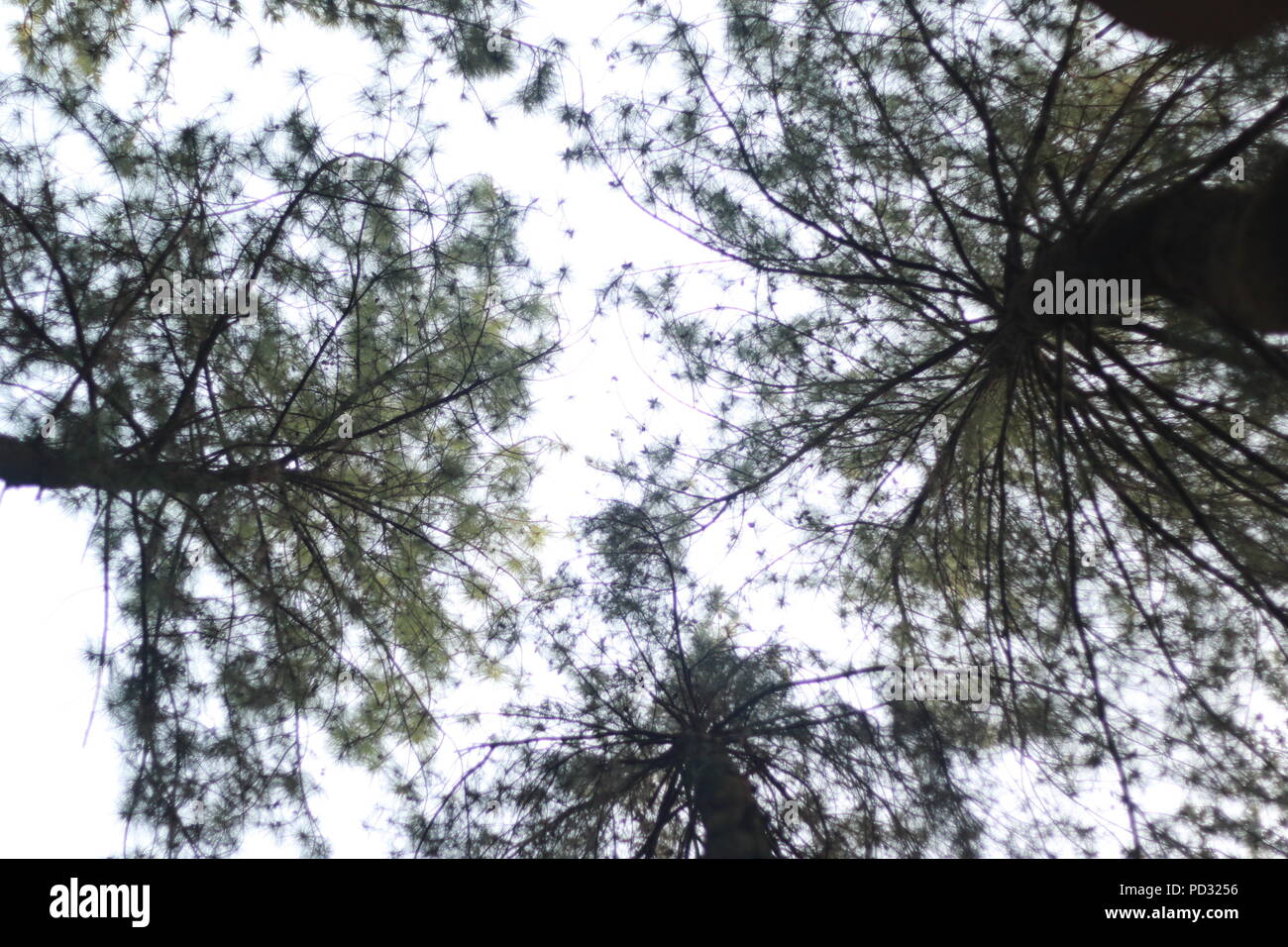 Lover of trees hi-res stock photography and images - Alamy