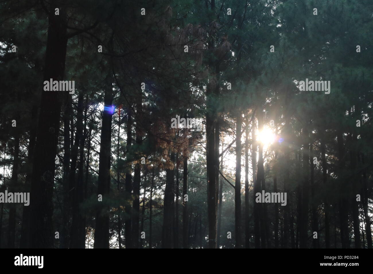 Morning flare hi-res stock photography and images - Alamy