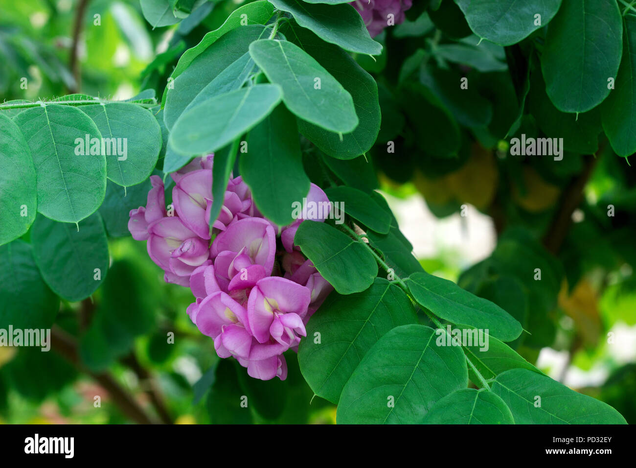 Branches of a flowering robinia tree with lilac flowers. Selective ...