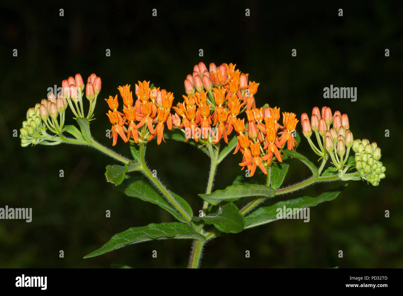 Butterfly weed, Asclepias turberosa, in bloom Stock Photo - Alamy