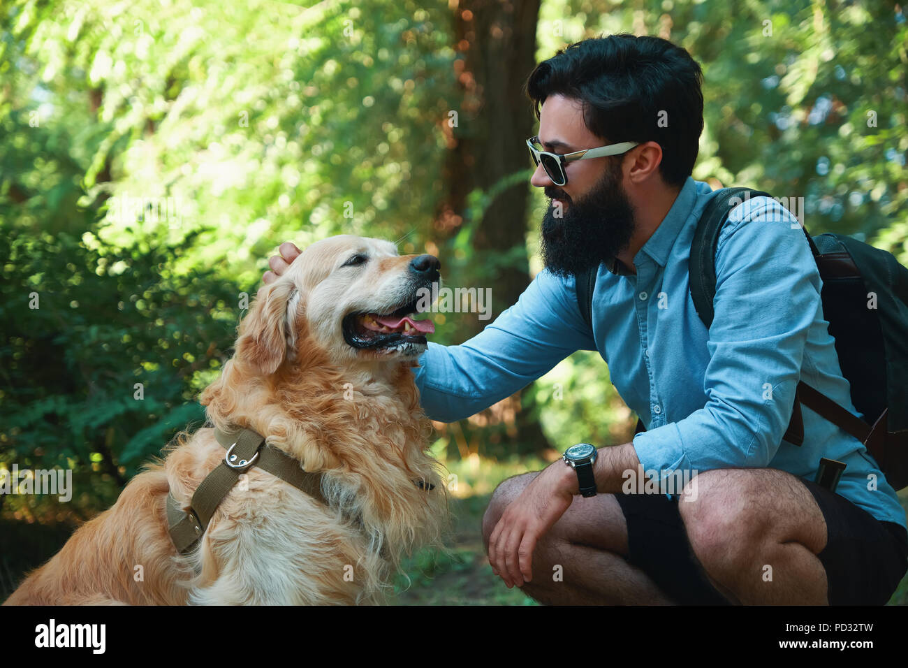 Male golden retriver hi-res stock photography and images - Alamy
